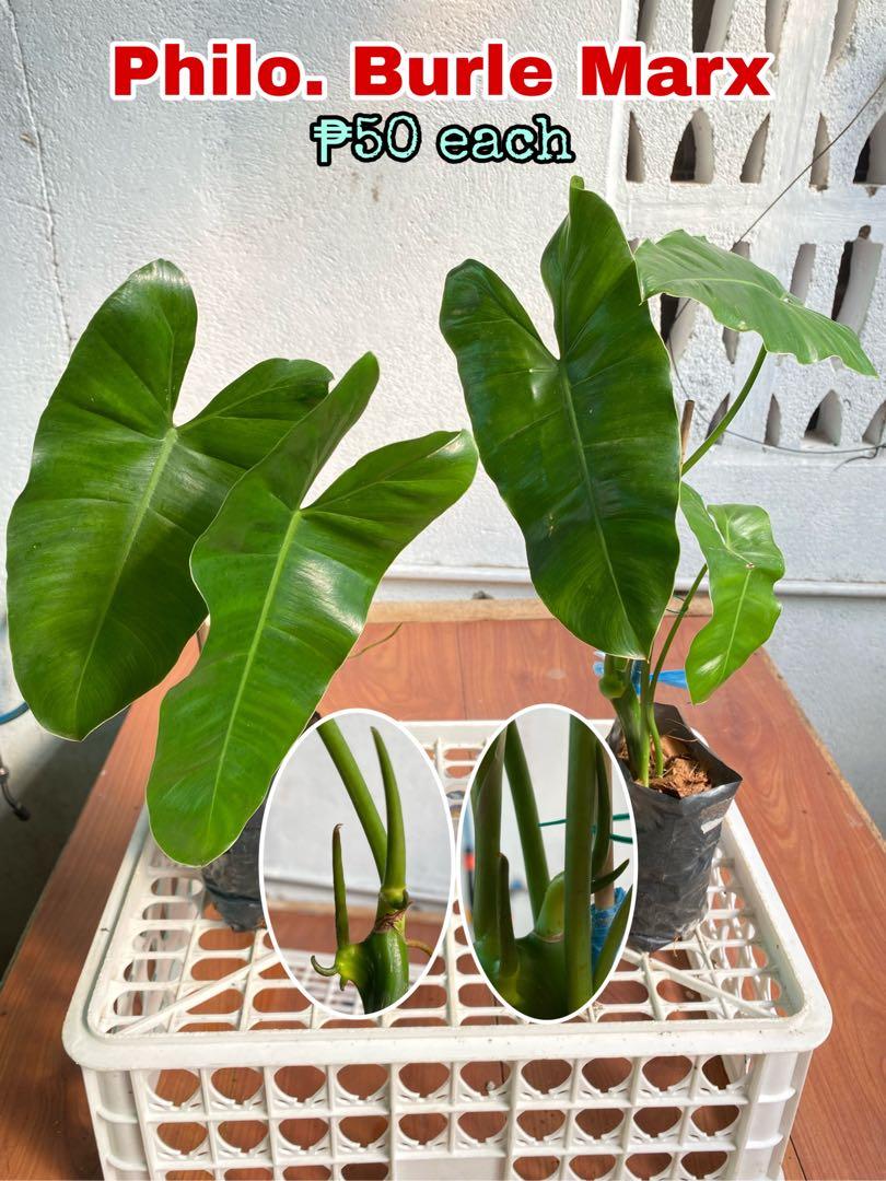 Philo. Burle Marx, Furniture & Home Living, Gardening, Plants & Seeds ...