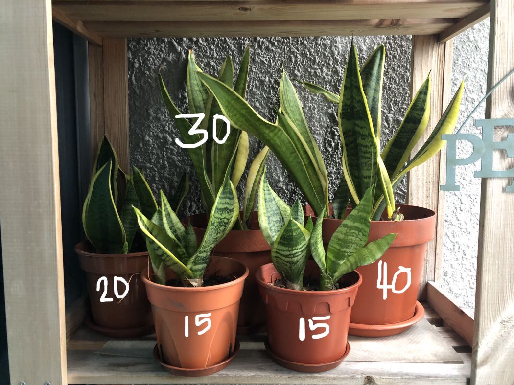 Snake plants, Furniture & Home Living, Gardening, Plants & Seeds on ...