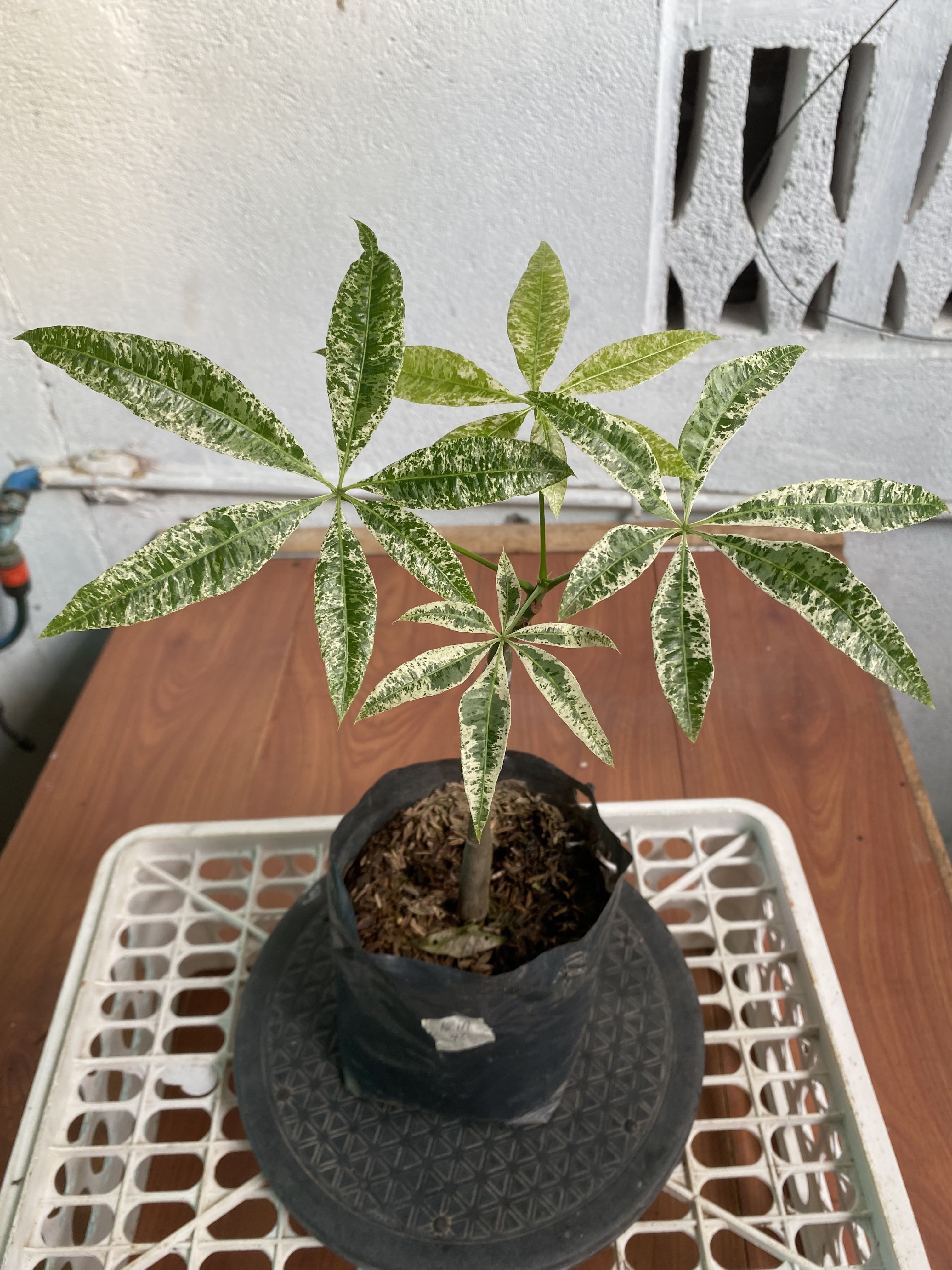 Variegated Albo/Batik Money Tree, Furniture & Home Living, Gardening ...