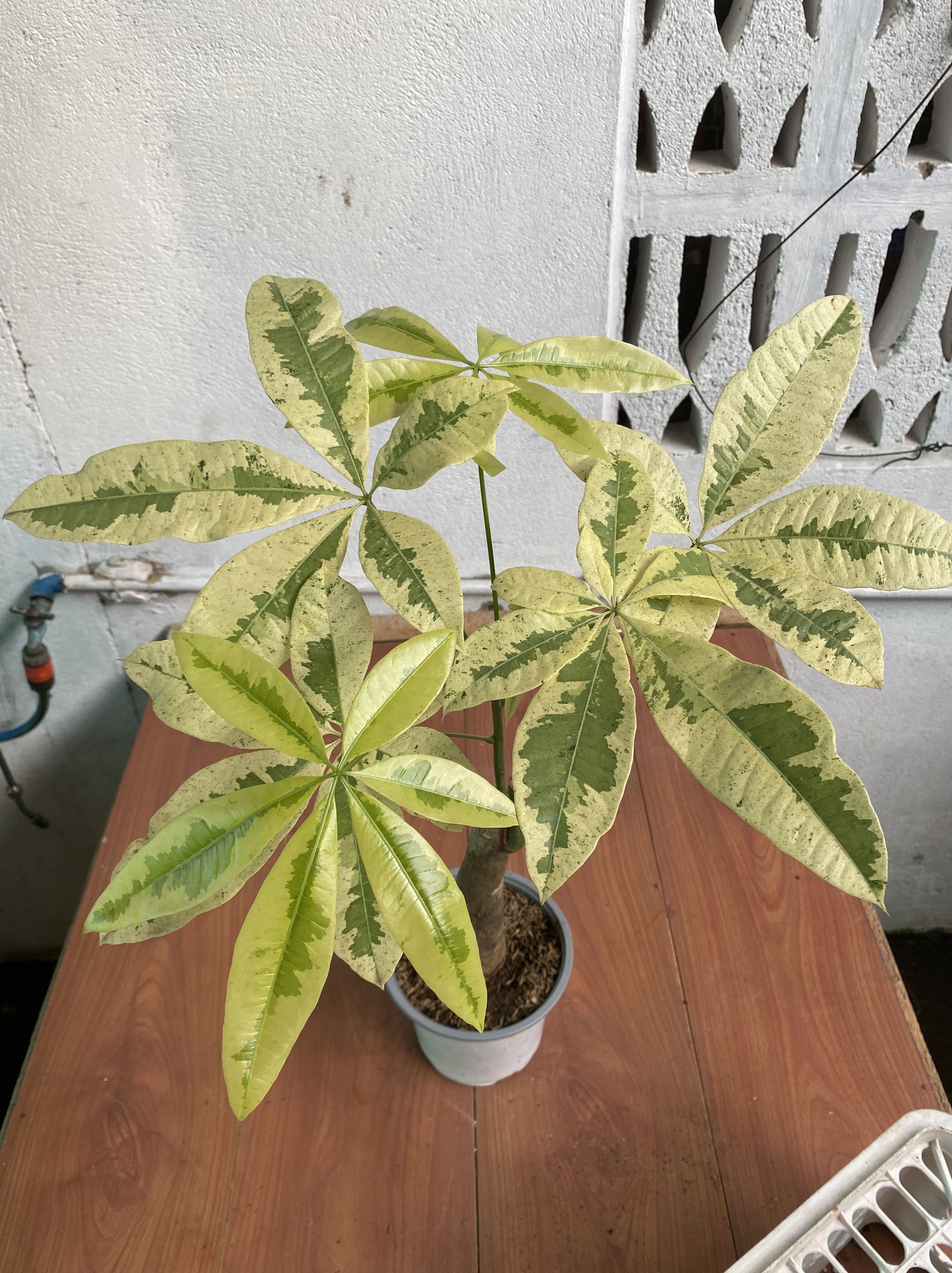 Variegated Golden/Yellow Money Tree, Furniture & Home Living, Gardening ...