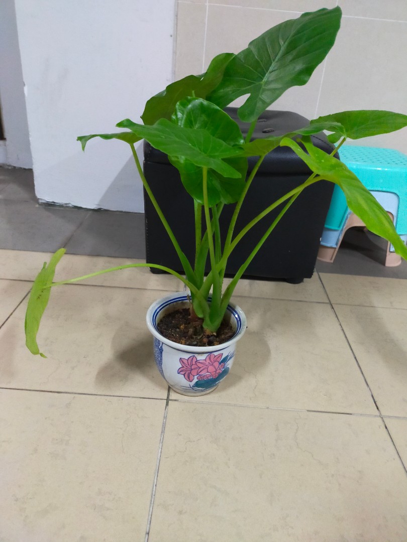 Yem plant, Furniture & Home Living, Gardening, Plants & Seeds on Carousell