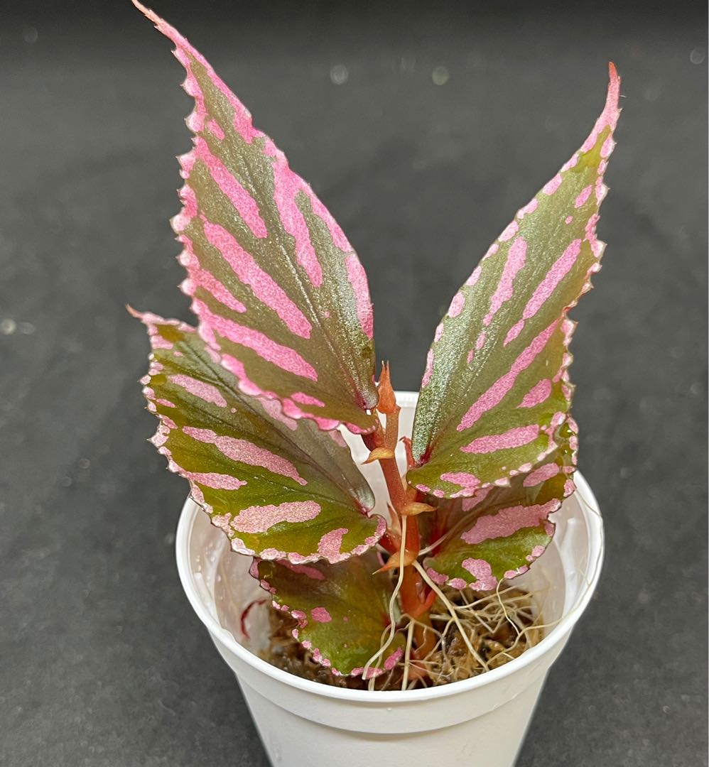 Begonia Julau, Furniture & Home Living, Gardening, Plants & Seeds on ...