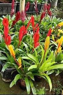 bromeliads plants - View all bromeliads plants ads in Carousell Philippines