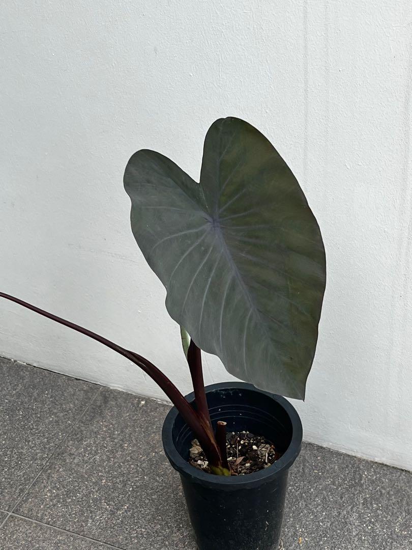 Colocasia Black Magic, Furniture & Home Living, Gardening, Plants ...
