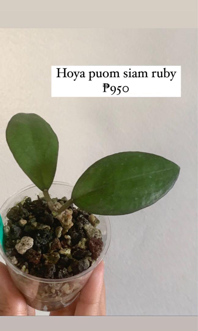 Hoya puom siam ruby, Furniture & Home Living, Gardening, Plants & Seeds ...
