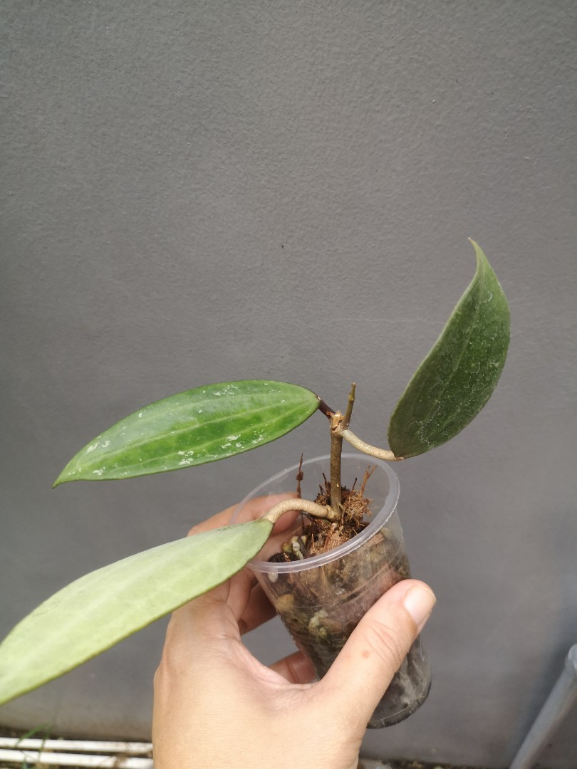 Hoya rangsan, Furniture & Home Living, Gardening, Plants & Seeds on ...