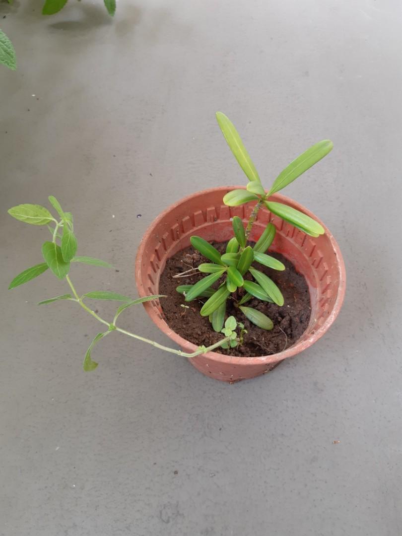 Podocarpus Macrophyllus Luo Han Song Buddhist Pine Cuttings, Furniture ...