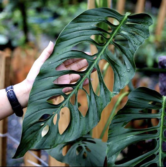 Monstera Adansonii narrow form pot B, Furniture & Home Living ...