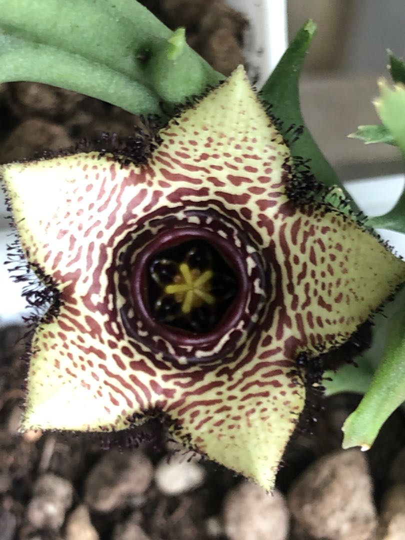 Orbea paradoxa 火山豹皮花，俗稱天燈, Furniture & Home Living, Gardening, Plants ...
