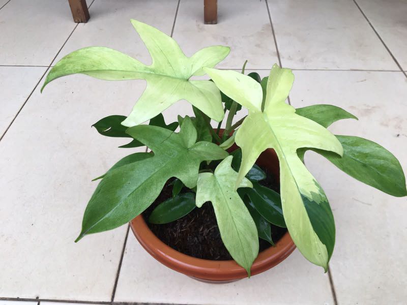 Philo florida ghost, Perkebunan di Carousell