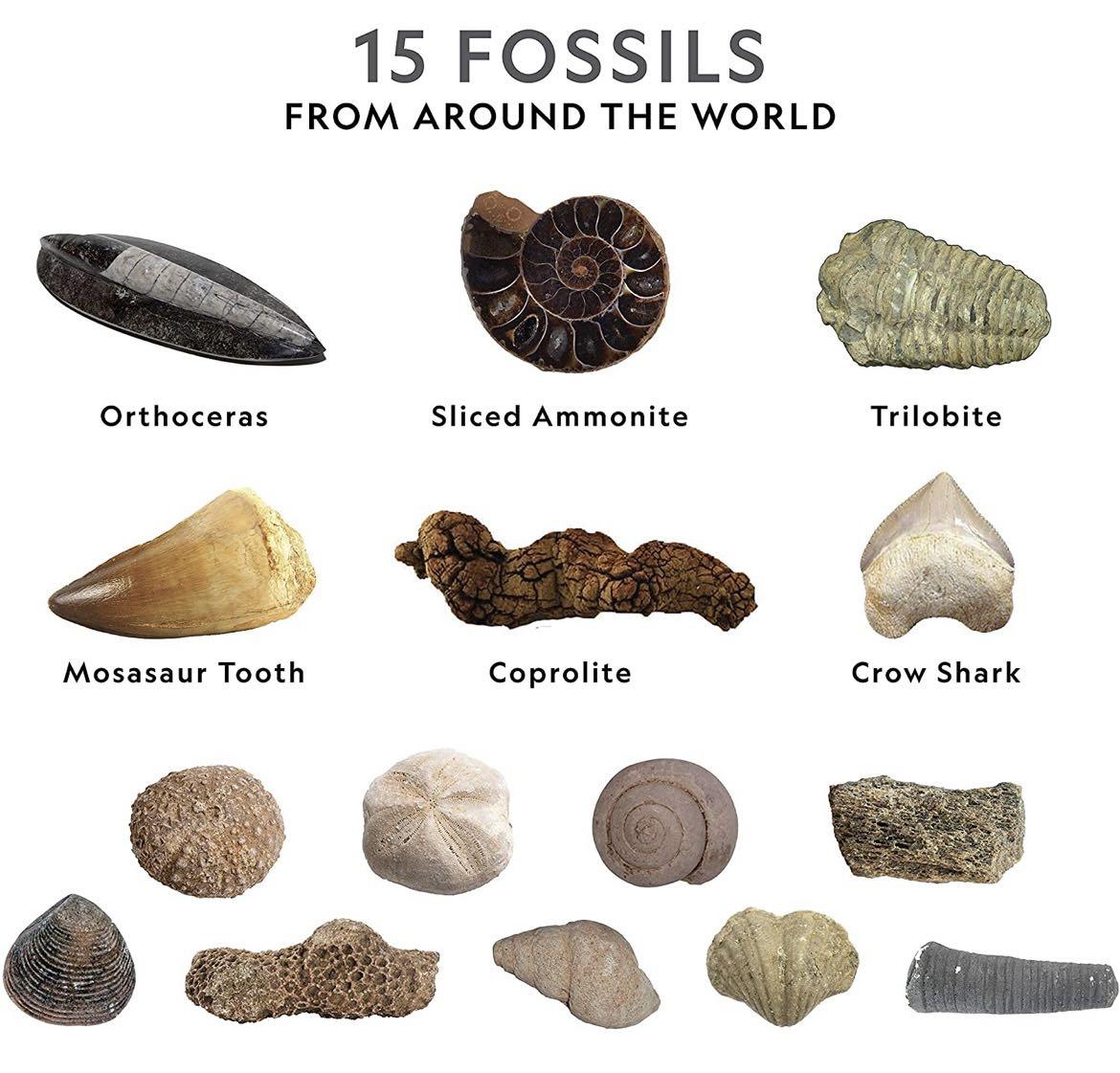 國家地理頻道益知化石發掘遊戲套裝 | NATIONAL GEOGRAPHIC Mega Fossil Dig Kit – Excavate ...