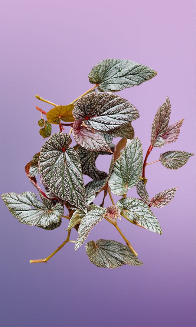 Begonia U062 (cuttings), Furniture & Home Living, Gardening, Plants ...