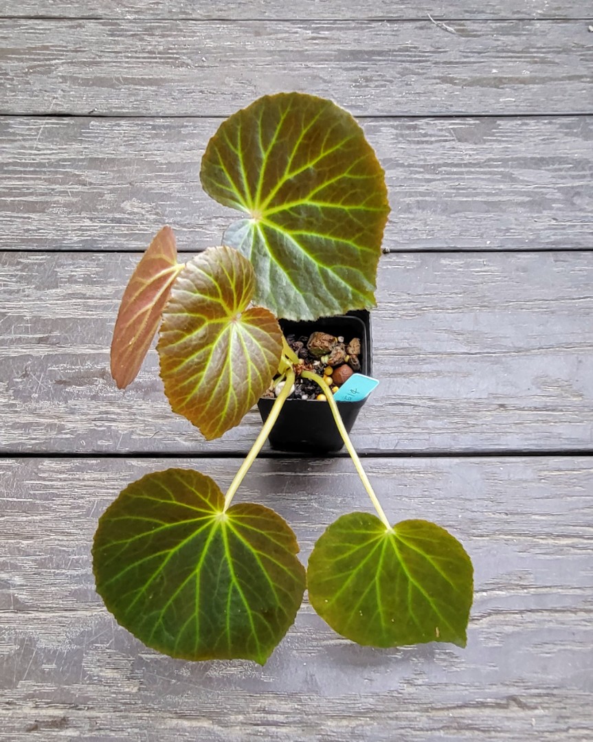 Begonia U514, Furniture & Home Living, Gardening, Plants & Seeds on ...