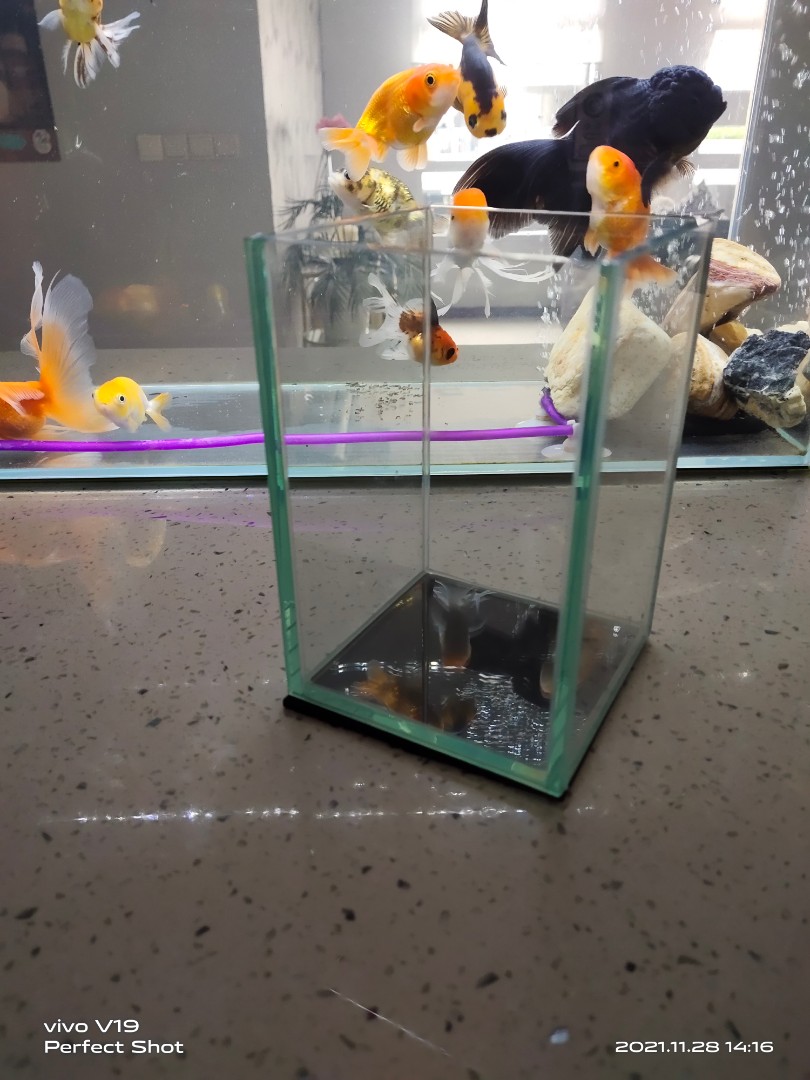Beta tank 10x15cm, Pet Supplies, Homes & Other Pet Accessories on Carousell