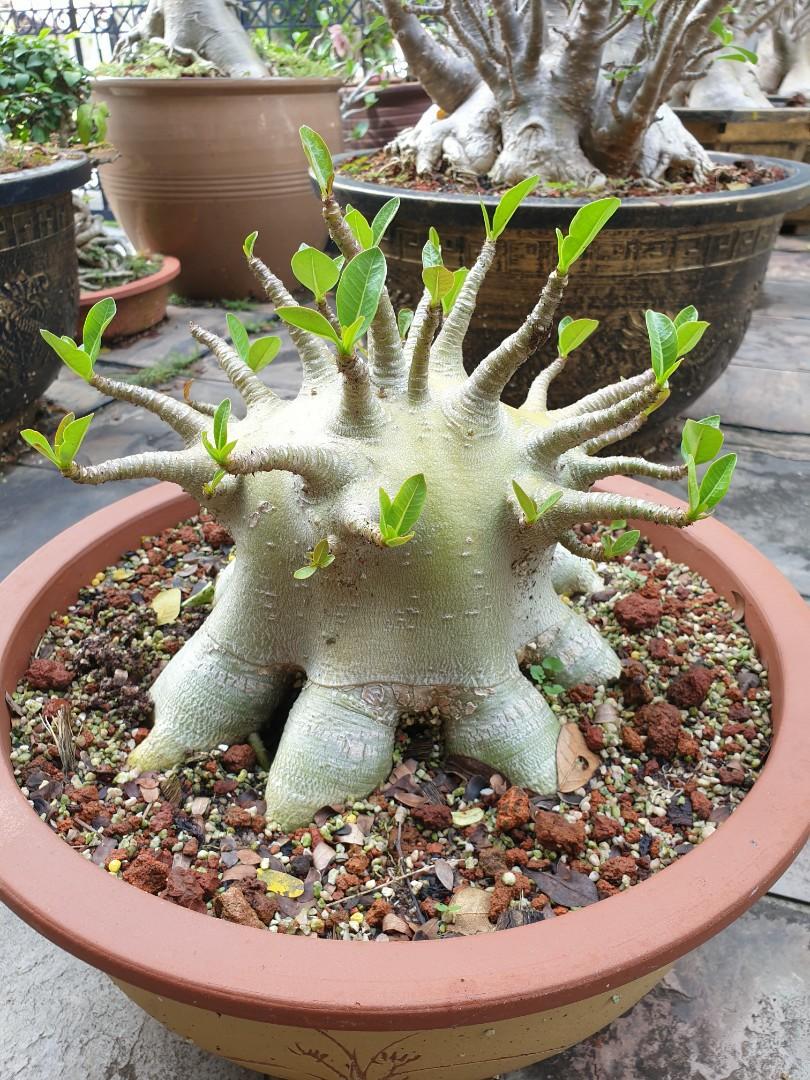 [Competition Grade] Adenium Thai Socotranum WSB Radial Root Bonsai ...