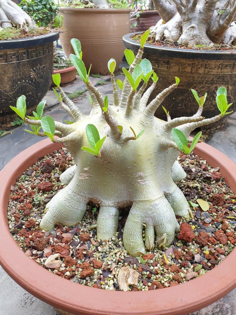 [Competition Grade] Adenium Thai Socotranum WSB Radial Root Bonsai ...