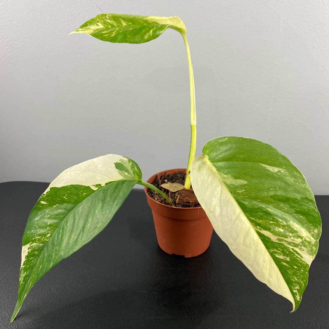 Epi Epipremnum Albo, Furniture & Home Living, Gardening, Plants & Seeds ...