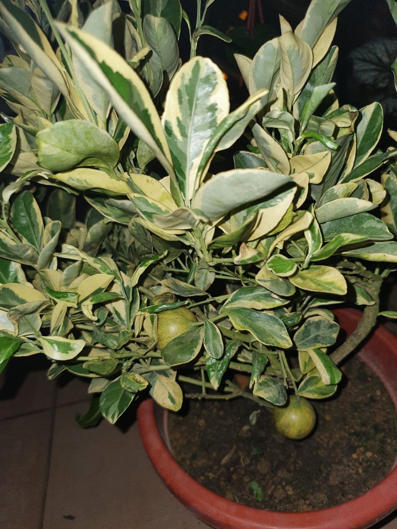 Fruiting Variegated Lime, Furniture & Home Living, Gardening, Plants ...