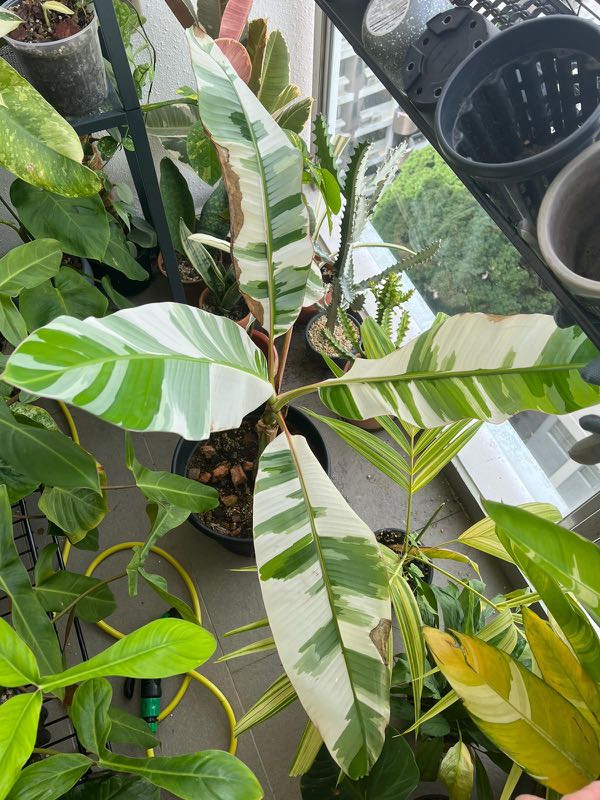 Musa Variegated, Furniture & Home Living, Gardening, Plants & Seeds on ...