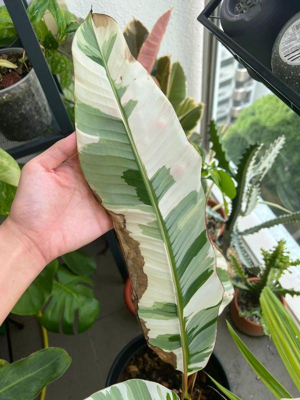 Musa Variegated, Furniture & Home Living, Gardening, Plants & Seeds on ...