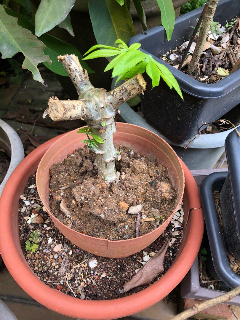 Tapioca plant stems rooted, Furniture & Home Living, Gardening, Plants ...