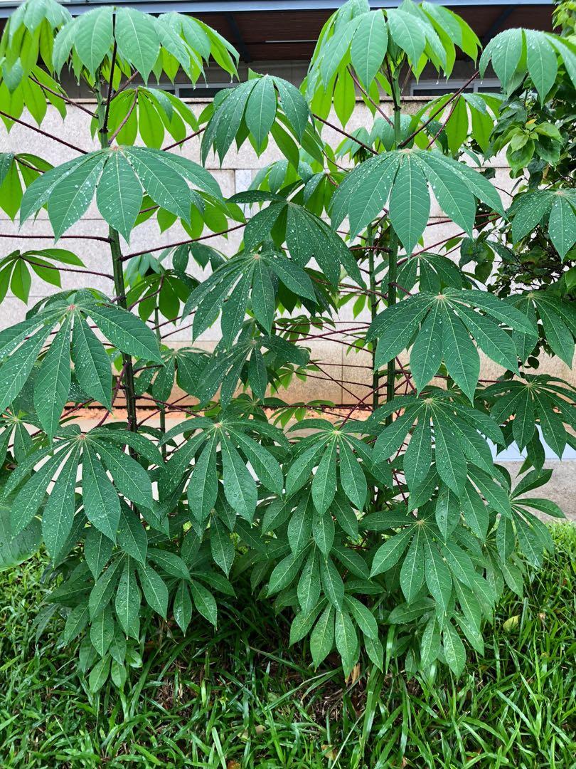 Tapioca plant stems rooted, Furniture & Home Living, Gardening, Plants ...