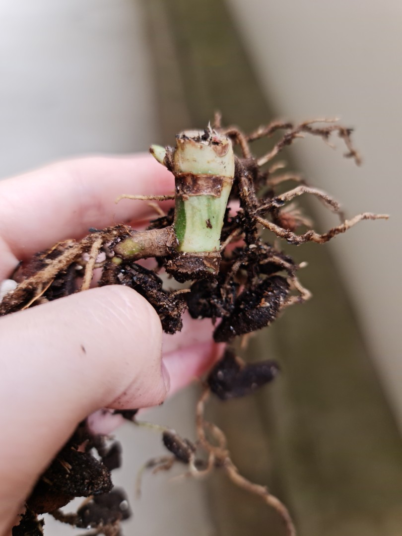 Variegated Monstera albo borsigiana, Furniture & Home Living, Gardening ...