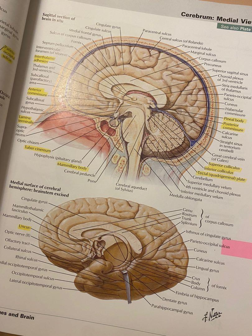 Atlas of Human Anatomy (Netter), Hobbies & Toys, Books & Magazines ...