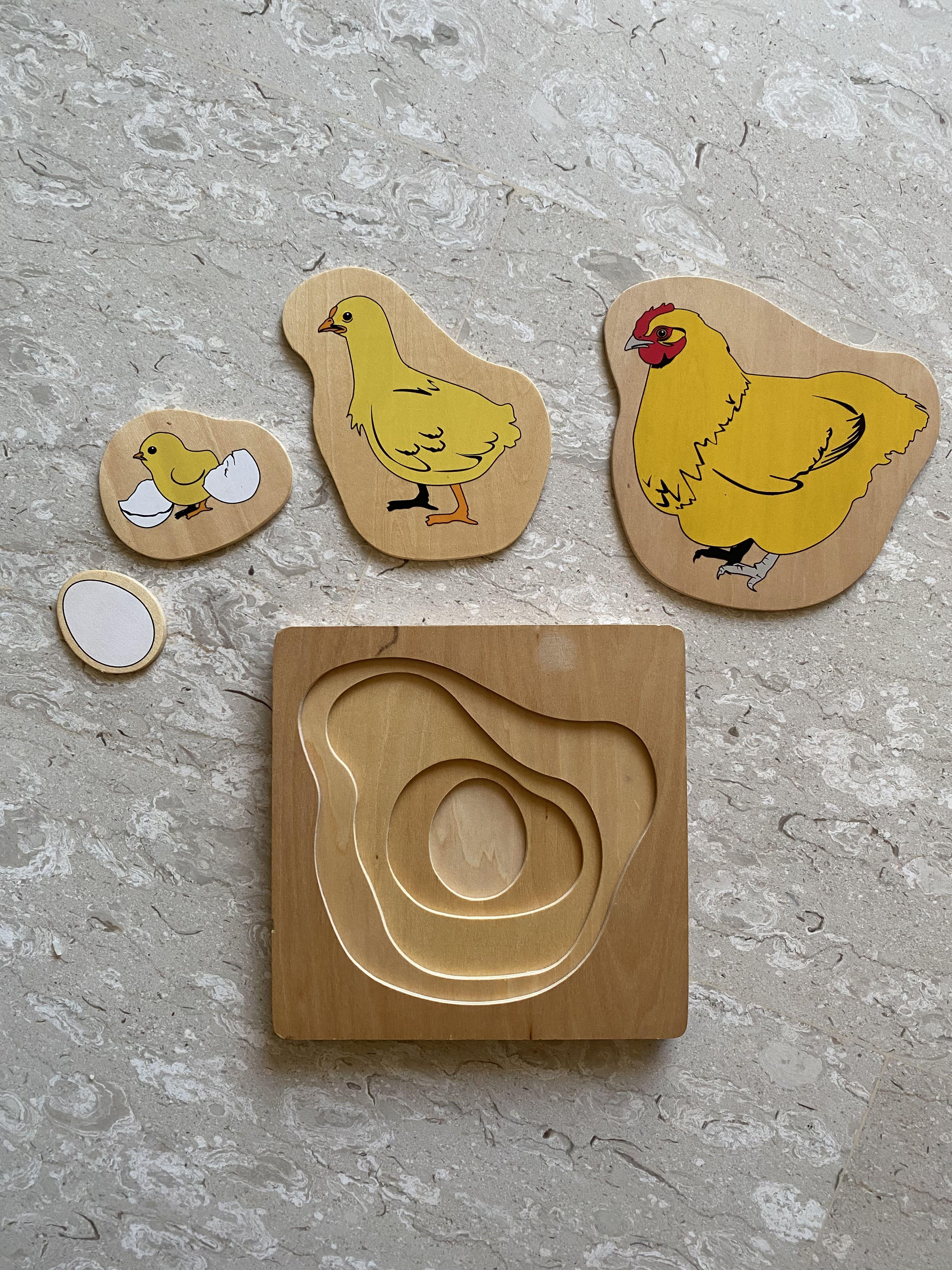Chicken Life Cycle Puzzle, Hobbies & Toys, Toys & Games on Carousell