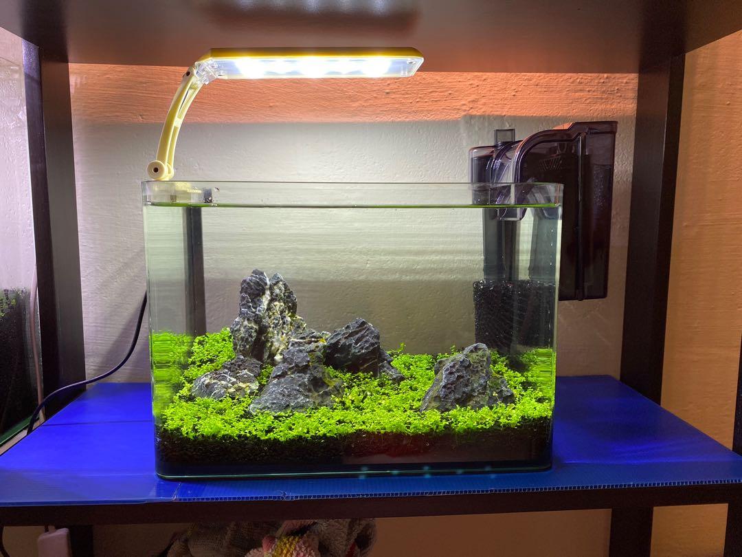 Fish Tank set ( 1 feet) with light and filter., Pet Supplies, Homes ...