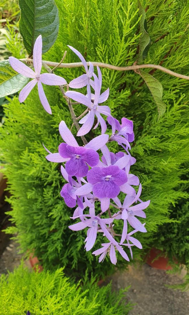 Flowering plant- Petrea volubilis, The Sandpaper Vine ($55/$85/$138 ...