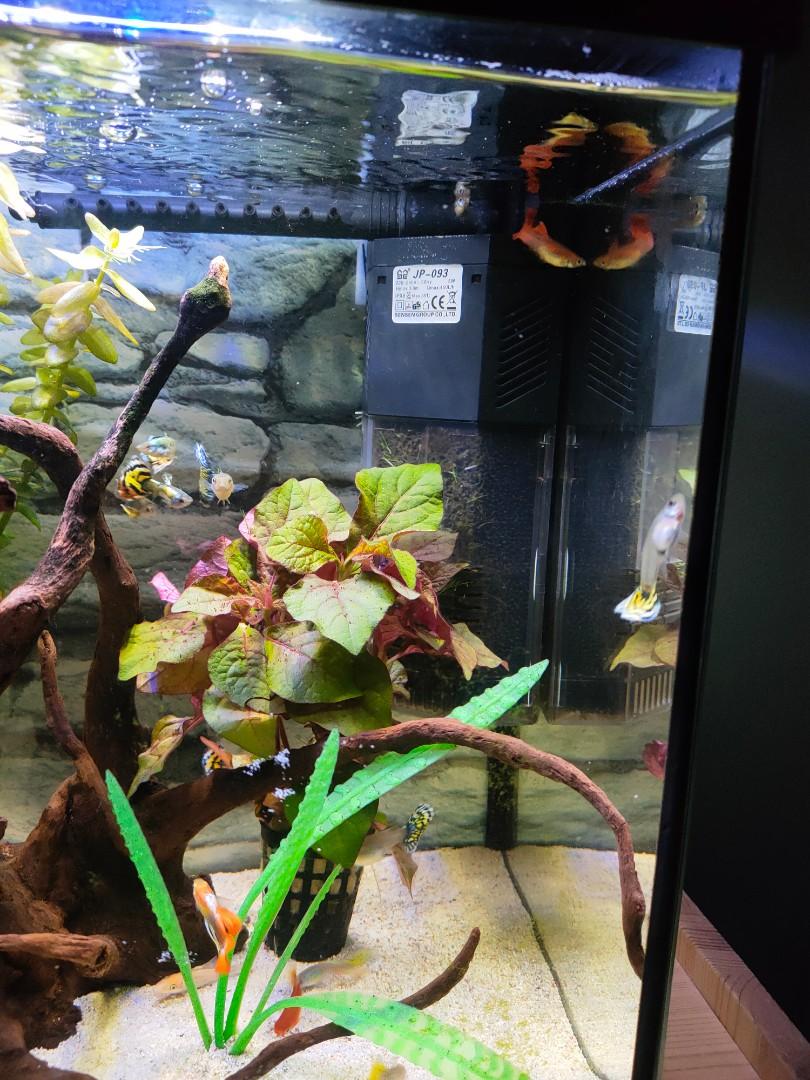 Hailea Fish Tank Set, Pet Supplies, Homes & Other Pet Accessories on ...