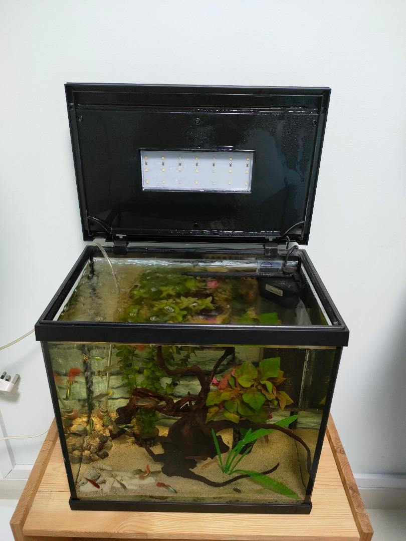 Hailea Fish Tank Set, Pet Supplies, Homes & Other Pet Accessories on ...