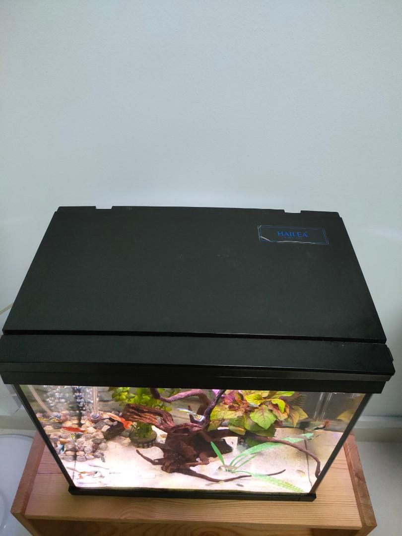 Hailea Fish Tank Set, Pet Supplies, Homes & Other Pet Accessories on ...
