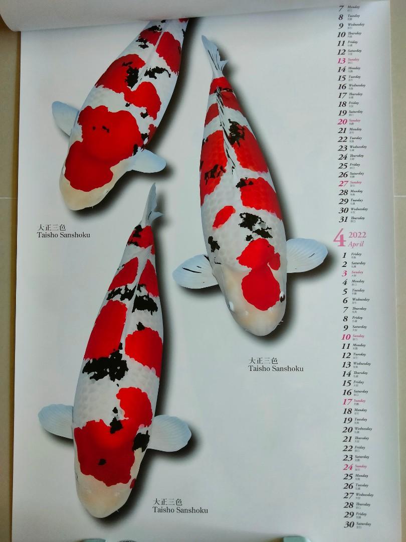 Hikari 2022 Nishikigoi Calendar Koi, Pet Supplies, Homes & Other Pet ...
