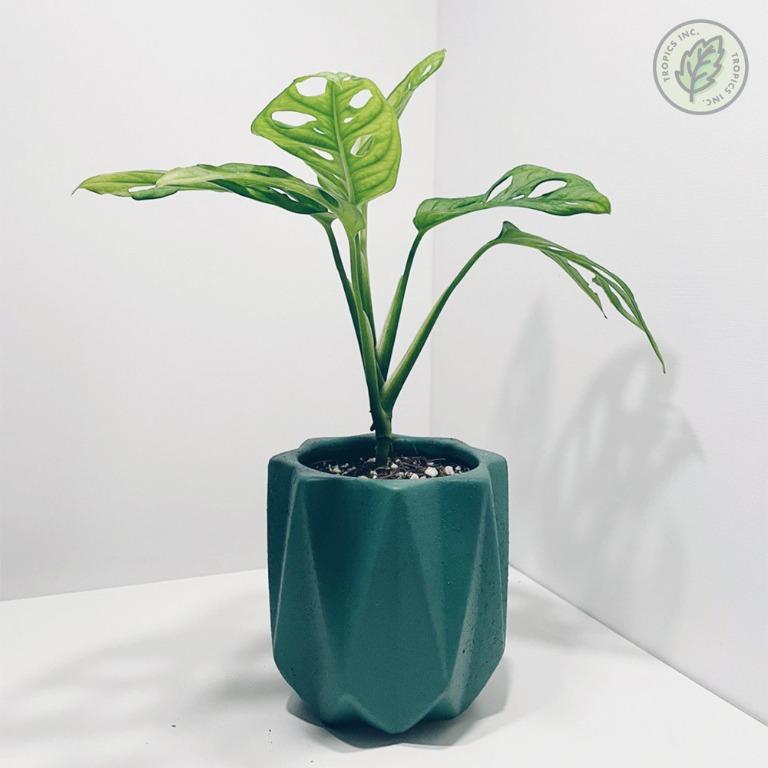 Monstera Adansonii in "Trapezoid" Plant Pot in Mint Green (10.7cm ...