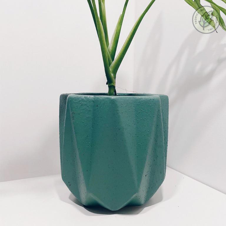 Monstera Adansonii in "Trapezoid" Plant Pot in Mint Green (10.7cm ...