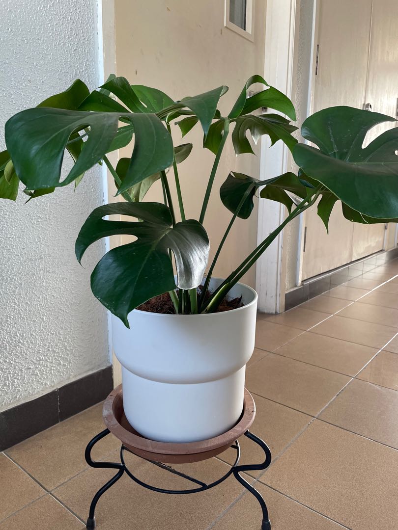 Monstera deliciosa with pot ( stand and tray not included), Furniture ...
