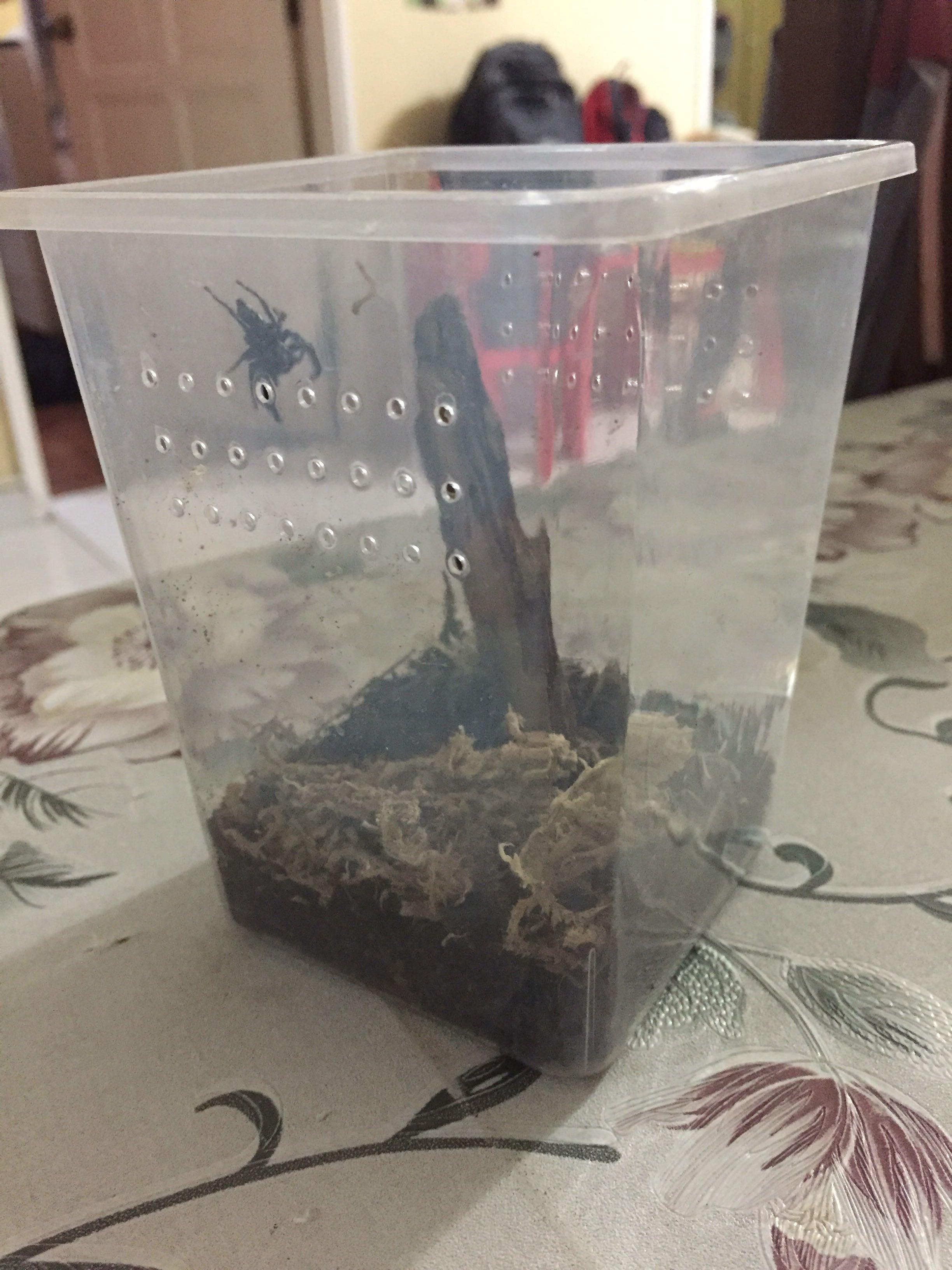 Spider/mantis/isopod enclosure/container/box, Pet Supplies, Homes ...