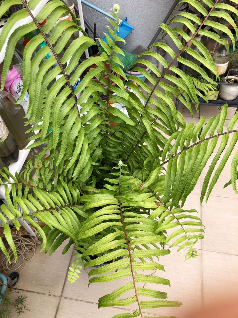 1.5 meters Boston fern organic plant lemon lime pot spinach, Furniture ...