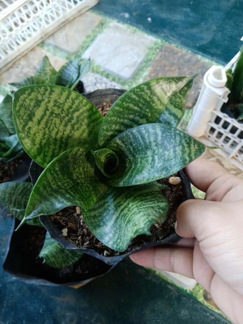 Dwarf snake plant, Furniture & Home Living, Gardening, Plants & Seeds ...