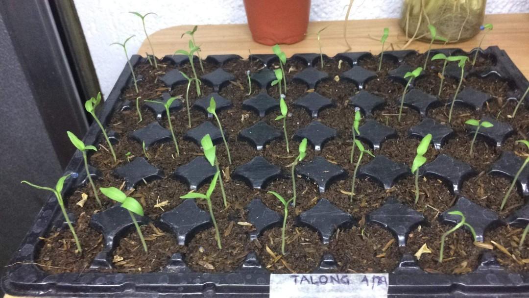 Eggplant talong seedlings, Furniture & Home Living, Gardening, Plants ...