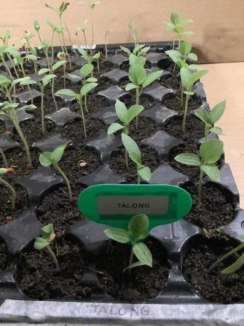 Eggplant talong seedlings, Furniture & Home Living, Gardening, Plants ...