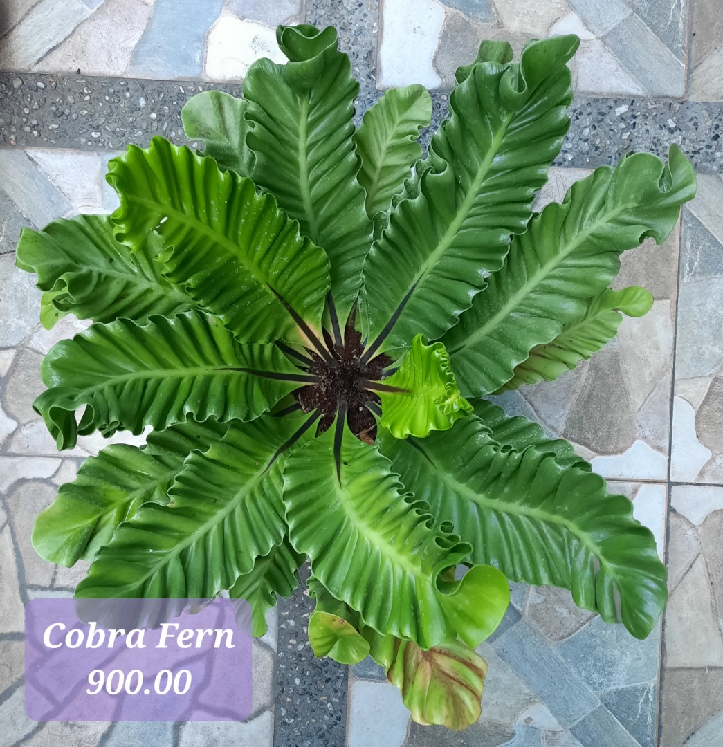 Home grown COBRA FERN, Furniture & Home Living, Gardening, Plants ...