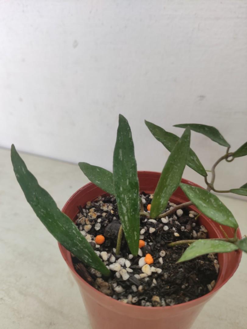 Hoya Mirabilis Splash, Furniture & Home Living, Gardening, Plants ...