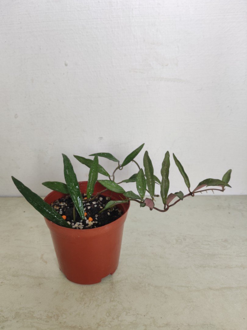 Hoya Mirabilis Splash, Furniture & Home Living, Gardening, Plants ...