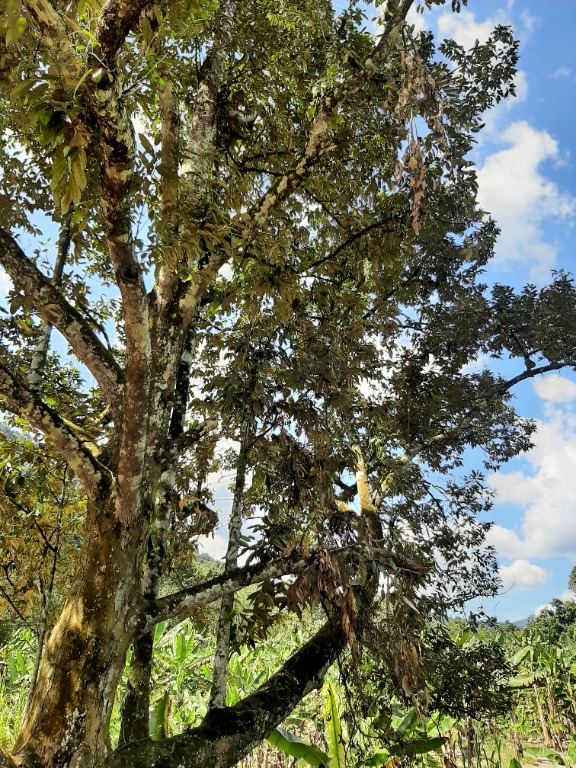 Tanah kebun ada pokok durian di kalumpang, Selangor, Property, For Sale ...