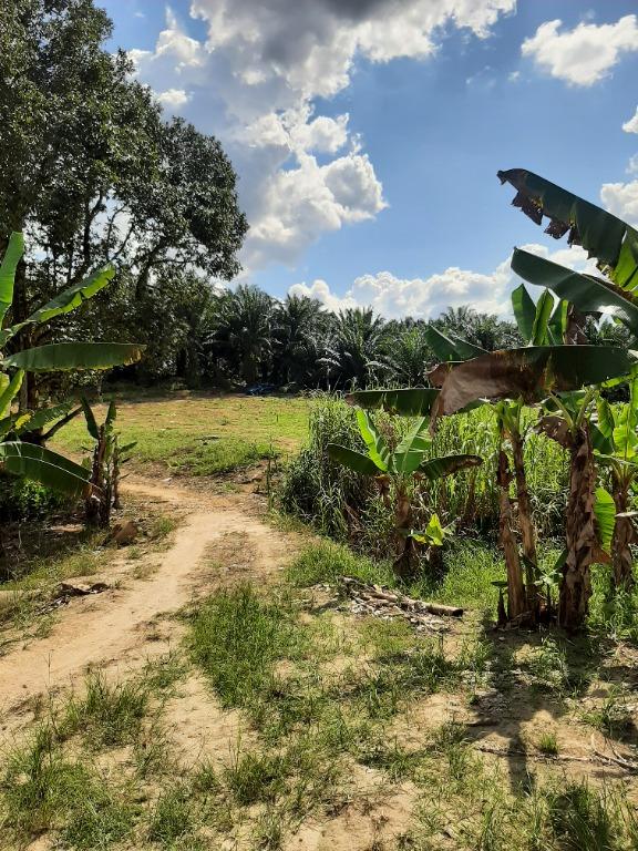 Tanah kebun ada pokok durian di kalumpang, Selangor, Property, For Sale ...