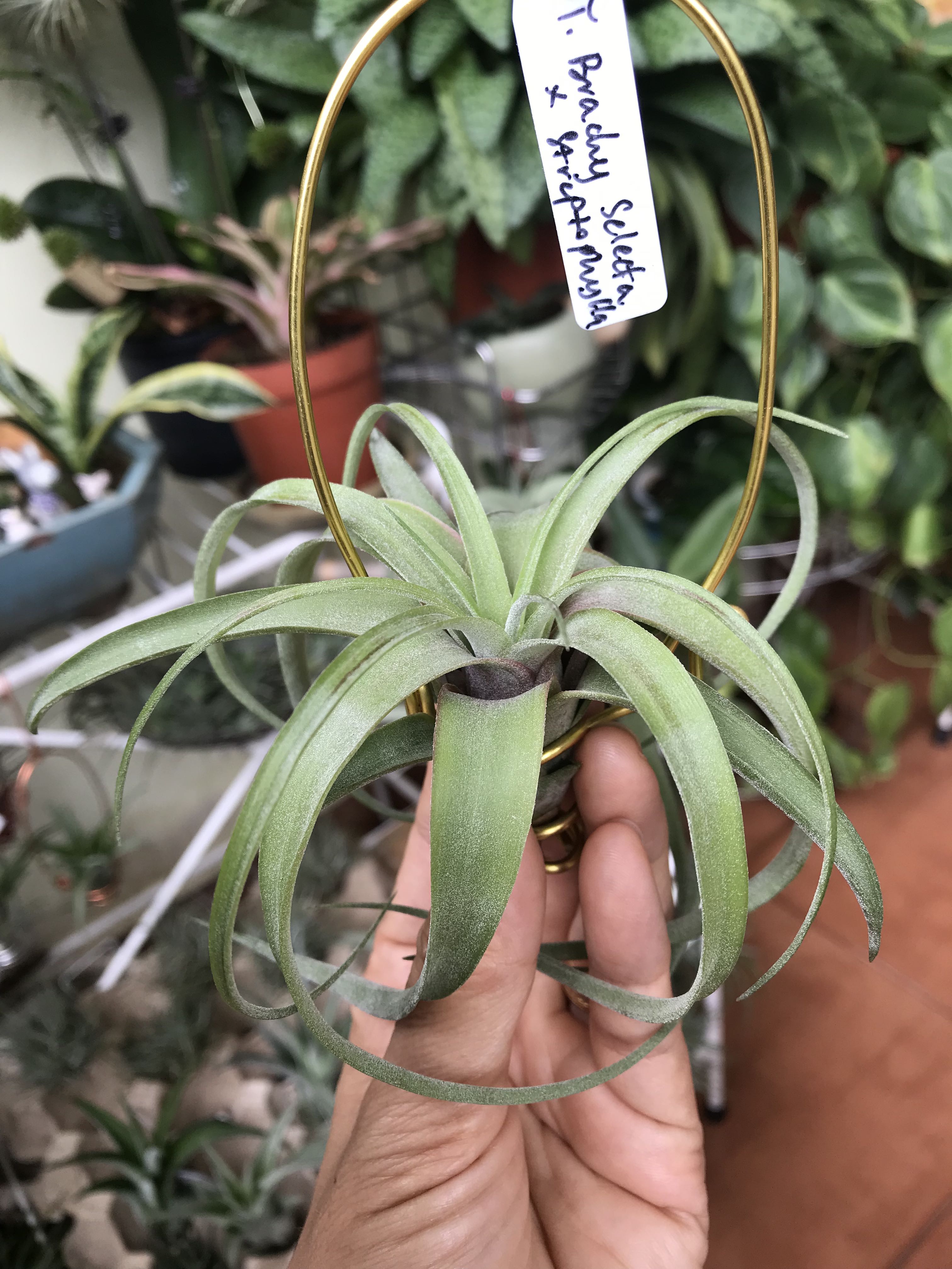 Tillandsia Brachy Selecta x Streptophylla, Furniture & Home Living ...