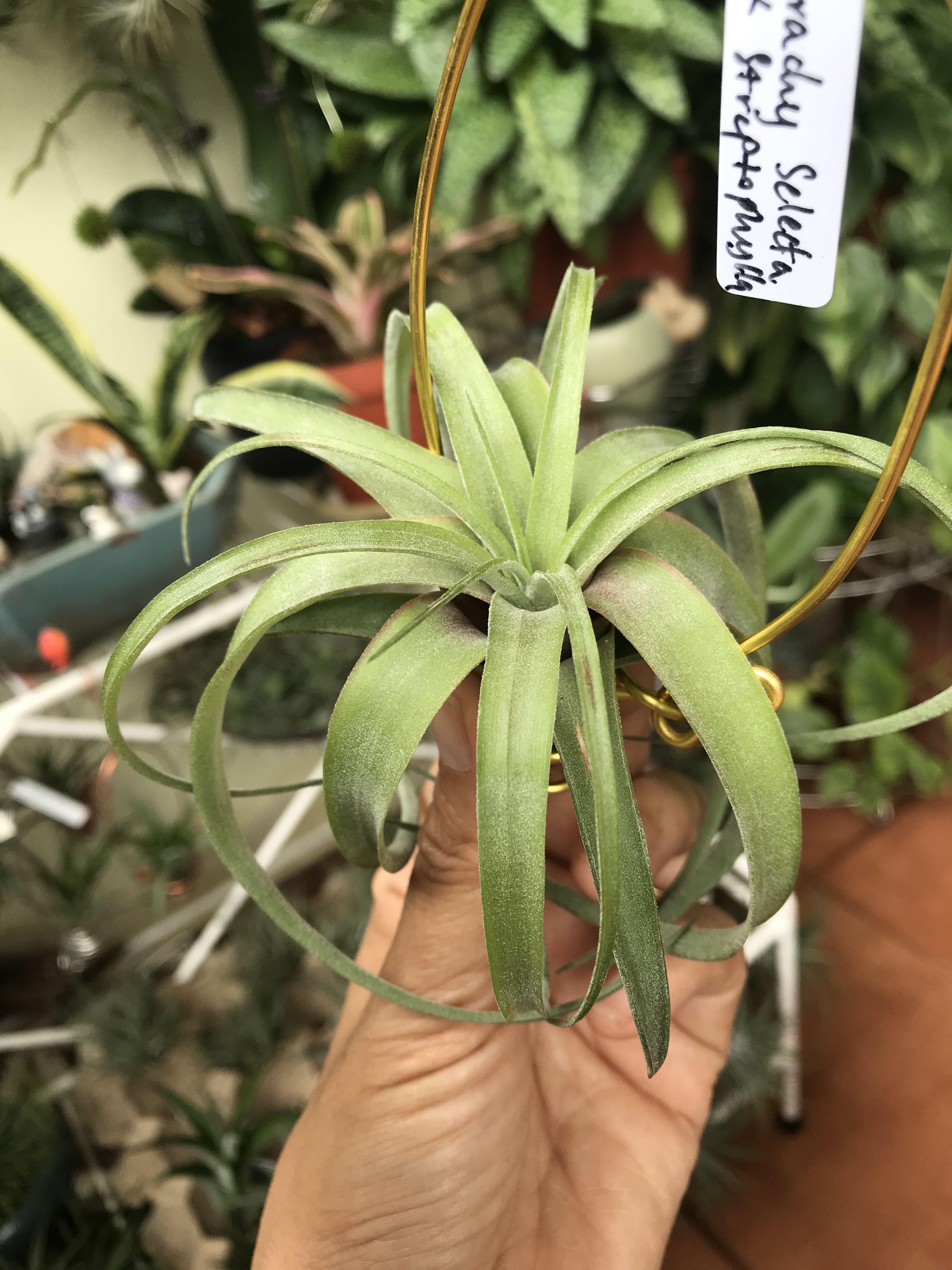 Tillandsia Brachy Selecta x Streptophylla, Furniture & Home Living ...